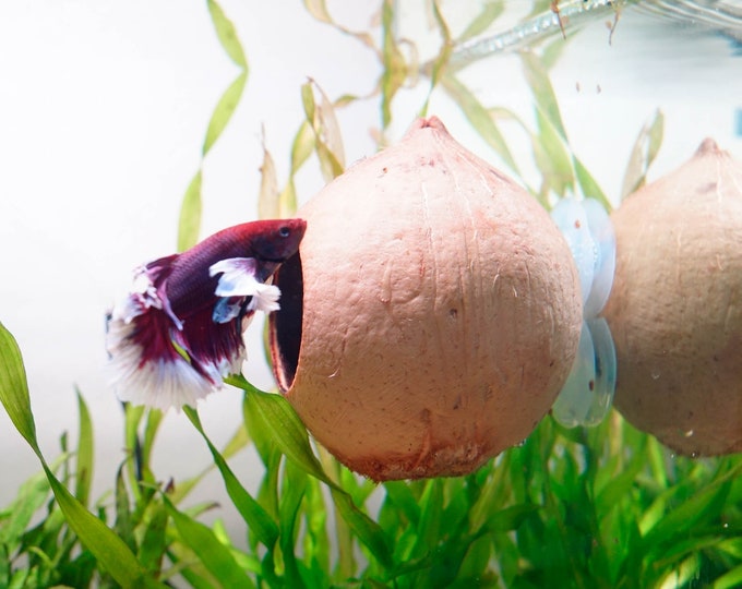 Natural Coconut Shell Fish Cave - Ideal for Betta, Cichlid, Pleco ...