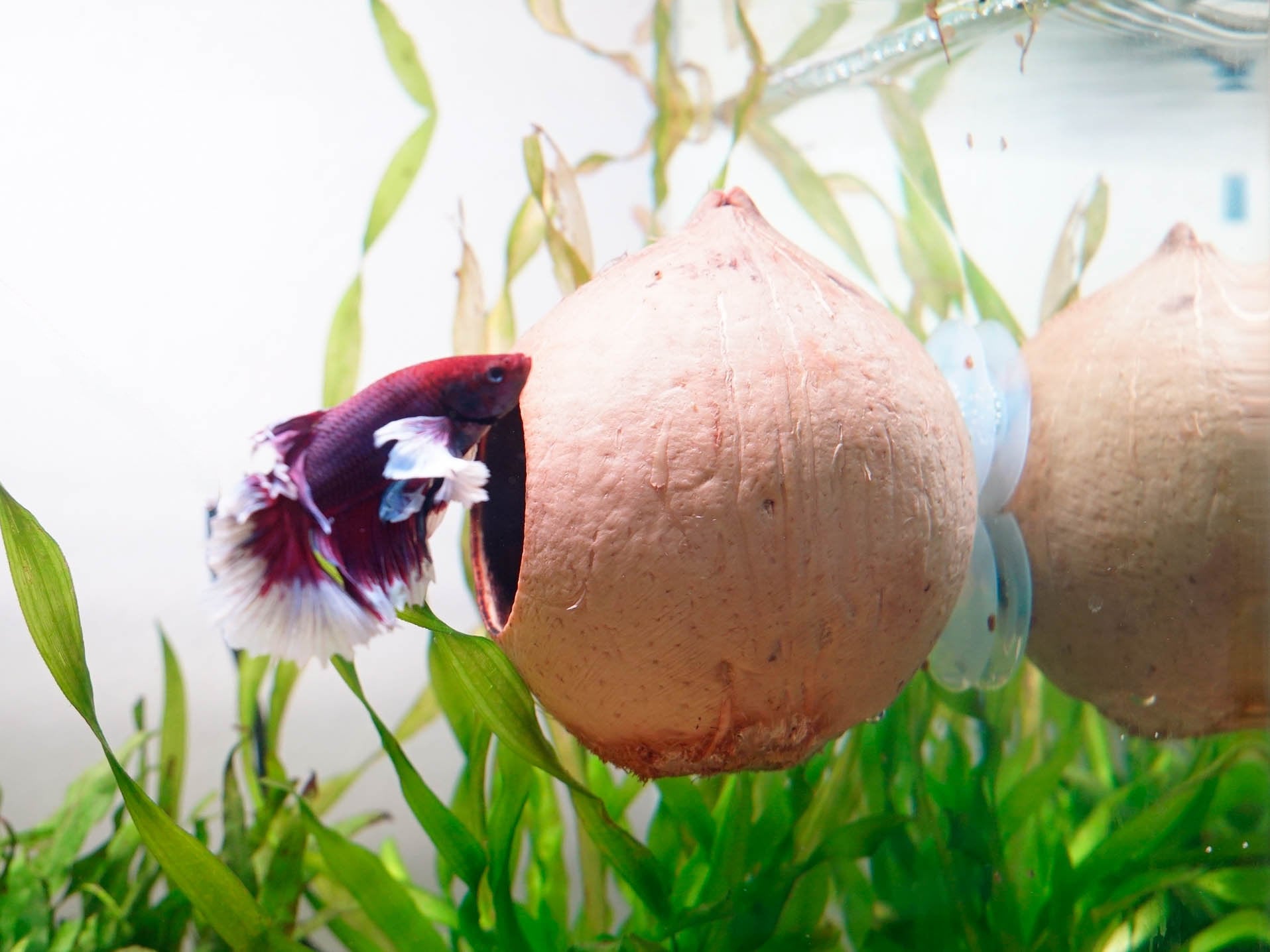 Natural Coconut Shell Fish Cave Ideal for Betta, Cichlid, Pleco ...