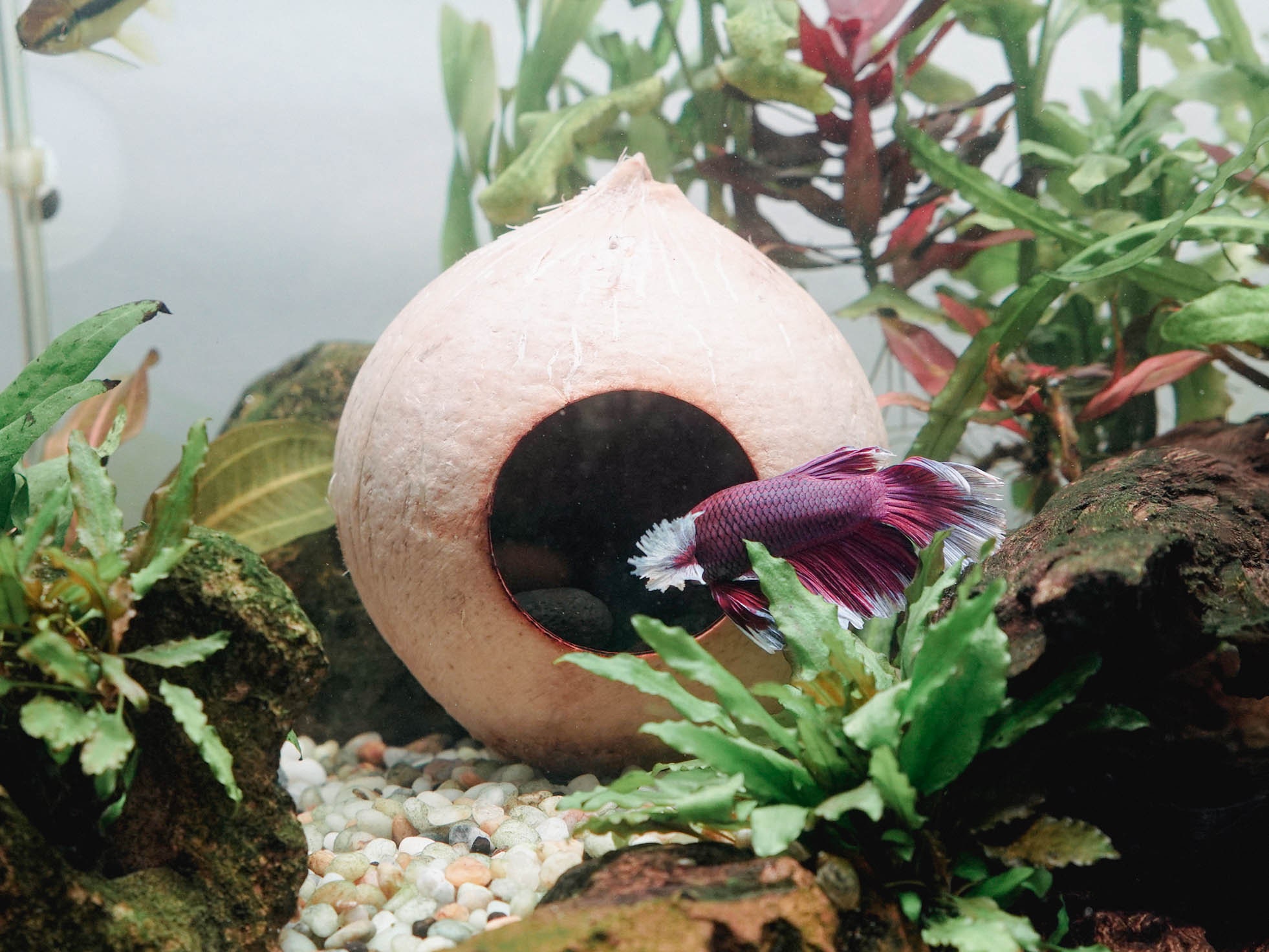 Natural Coconut Shell Fish Cave Ideal for Betta, Cichlid, Pleco ...