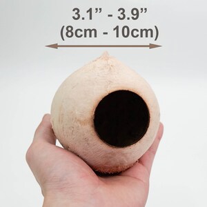 Natural Coconut Shell Fish Cave - Ideal for Betta, Cichlid, Pleco ...