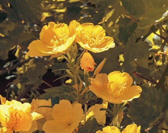 Evening Primrose Yellow Sundrop, Sundrops Flower, oenothera Fruticosa ...