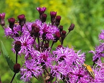 4 Live Tall Ironweed Plants, Vernonia Gigantea - Etsy