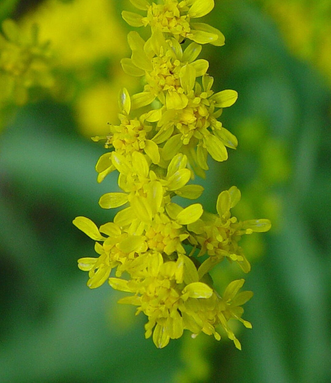 Early Goldenrod, Solidago Juncea, 4 Live Plants - Etsy