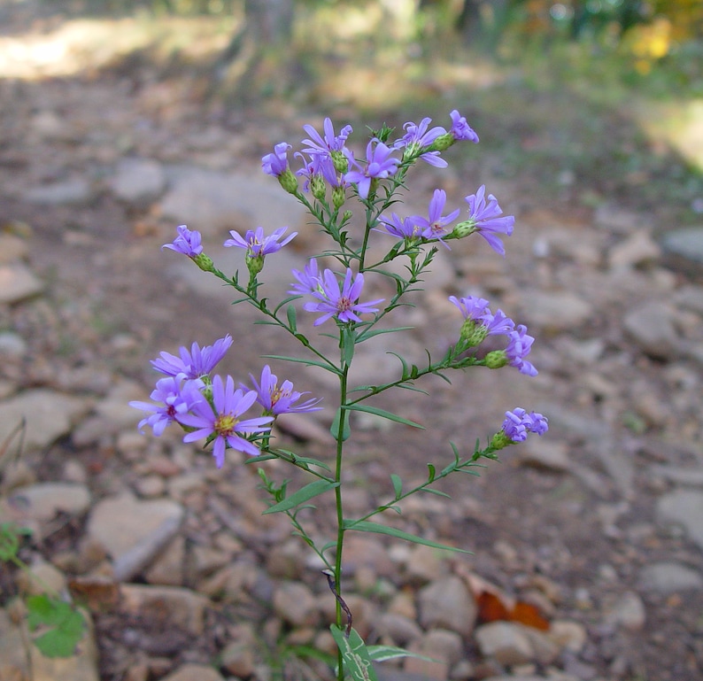 Smooth Blue Aster, Symphyotrichum Laeve, 4 Live Plants - Etsy