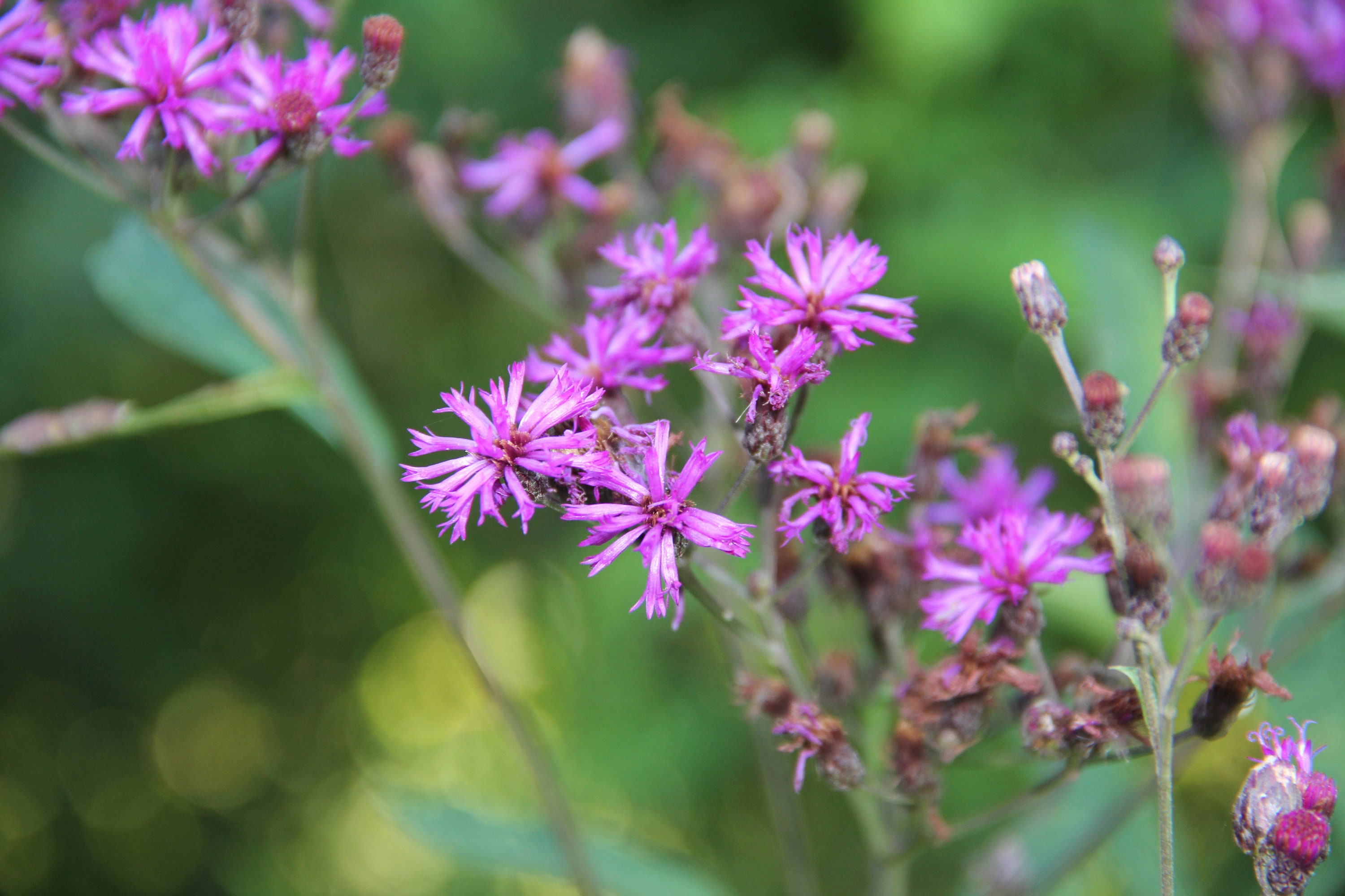 Tall Ironweed, Vernonia Gigantea, 4 Live Plants - Etsy