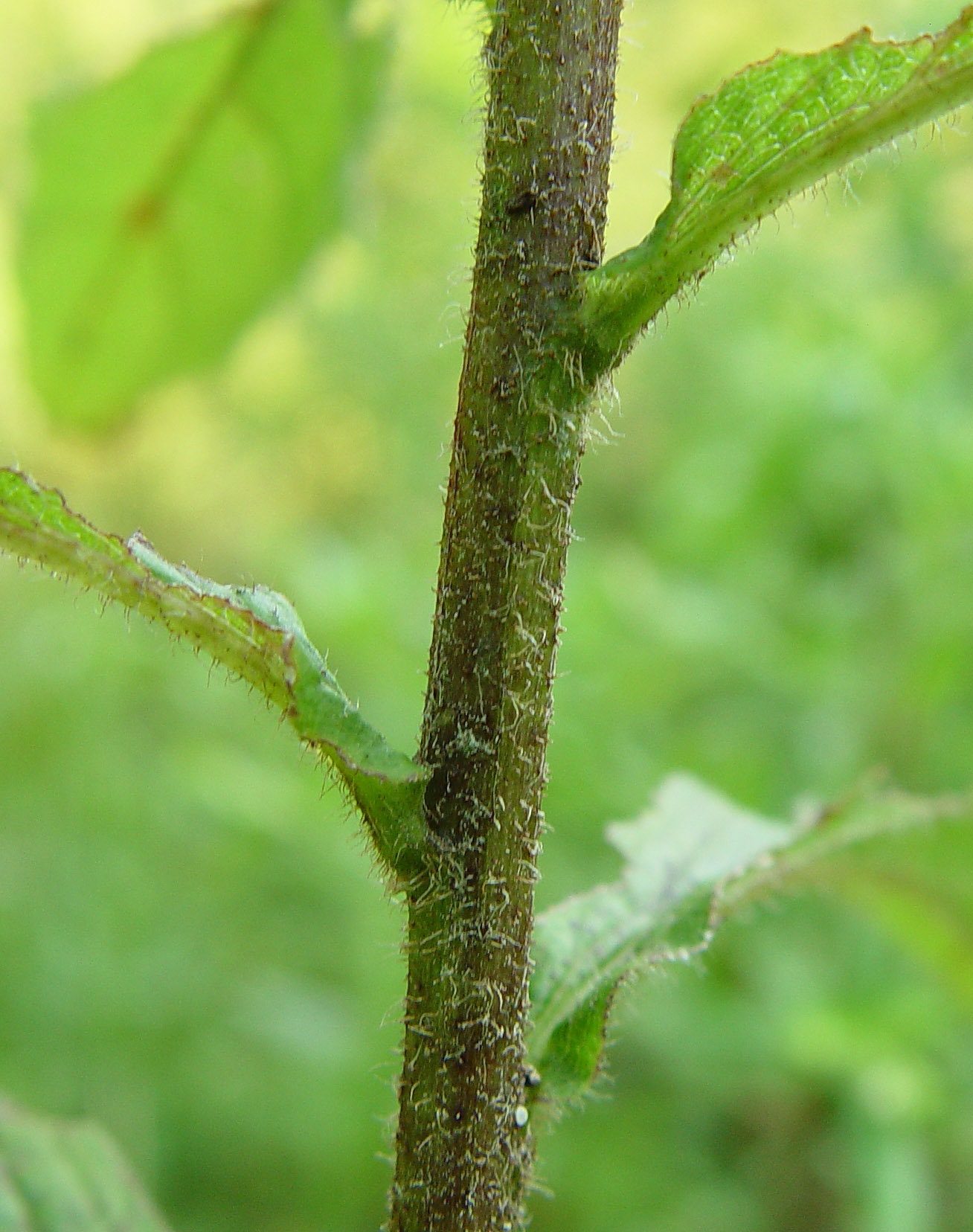 Wrinkled Leaf Goldenrod Solidago Rugosa 4 Live Plants - Etsy