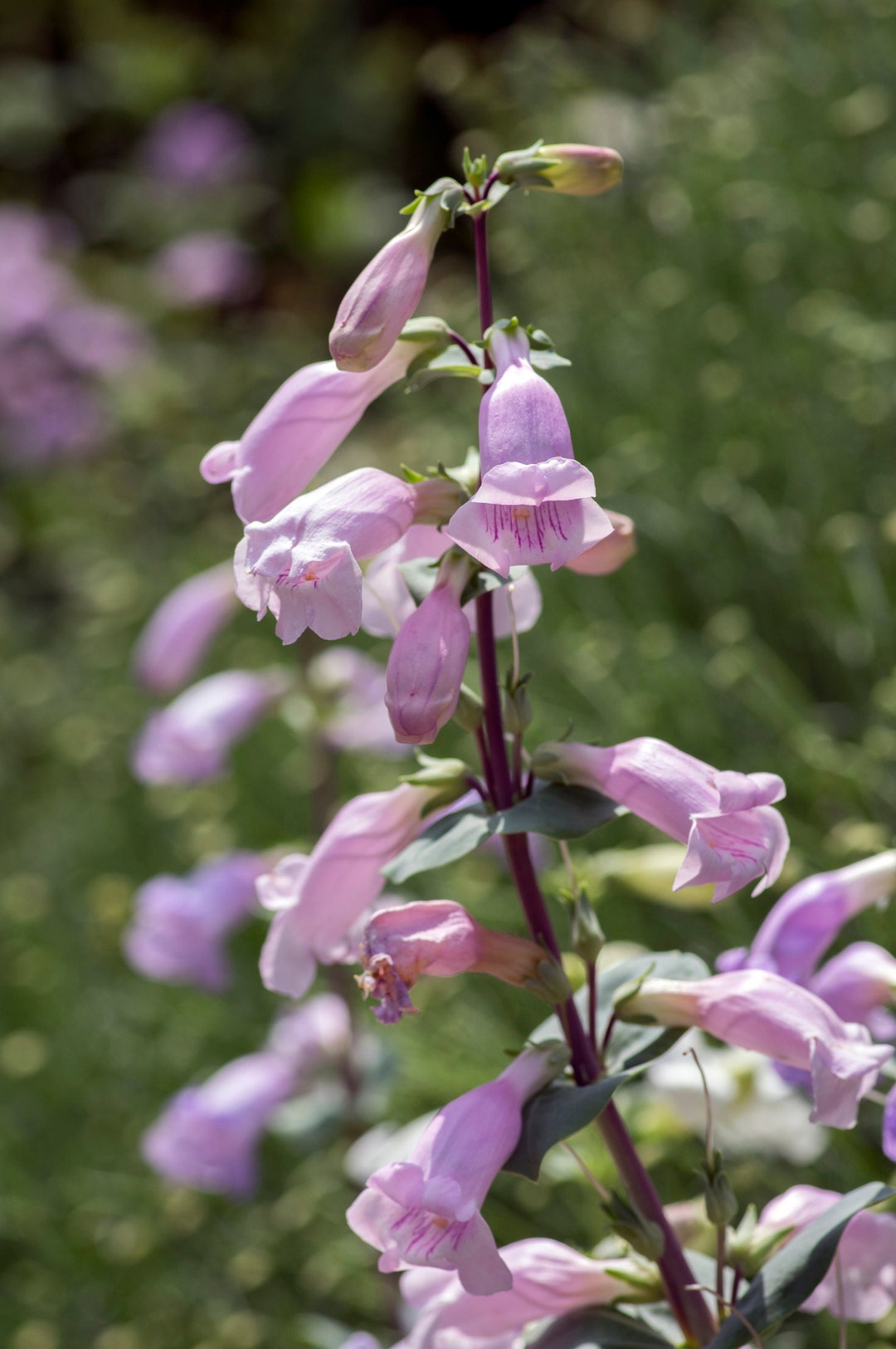 Large Flowered Beardtongue, Penstemon Grandiflorus, 4 Live Plants - Etsy