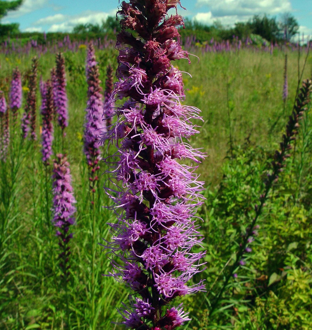Prairie Blazing Star, Liatris Pycnostachia, 4 Live Plants - Etsy