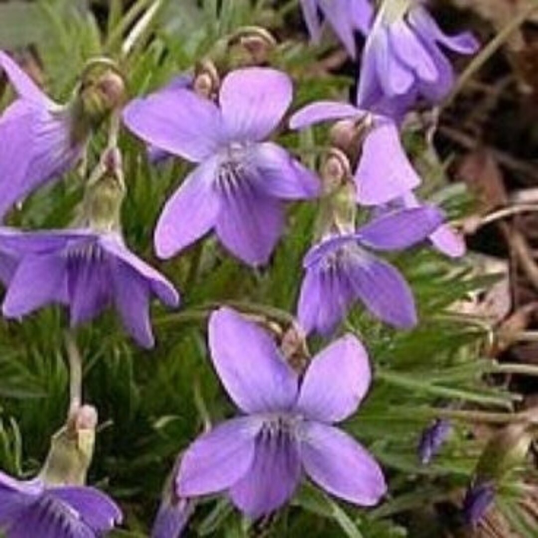Prairie Violet, Viola Pedatifida, 4 Live Plants - Etsy