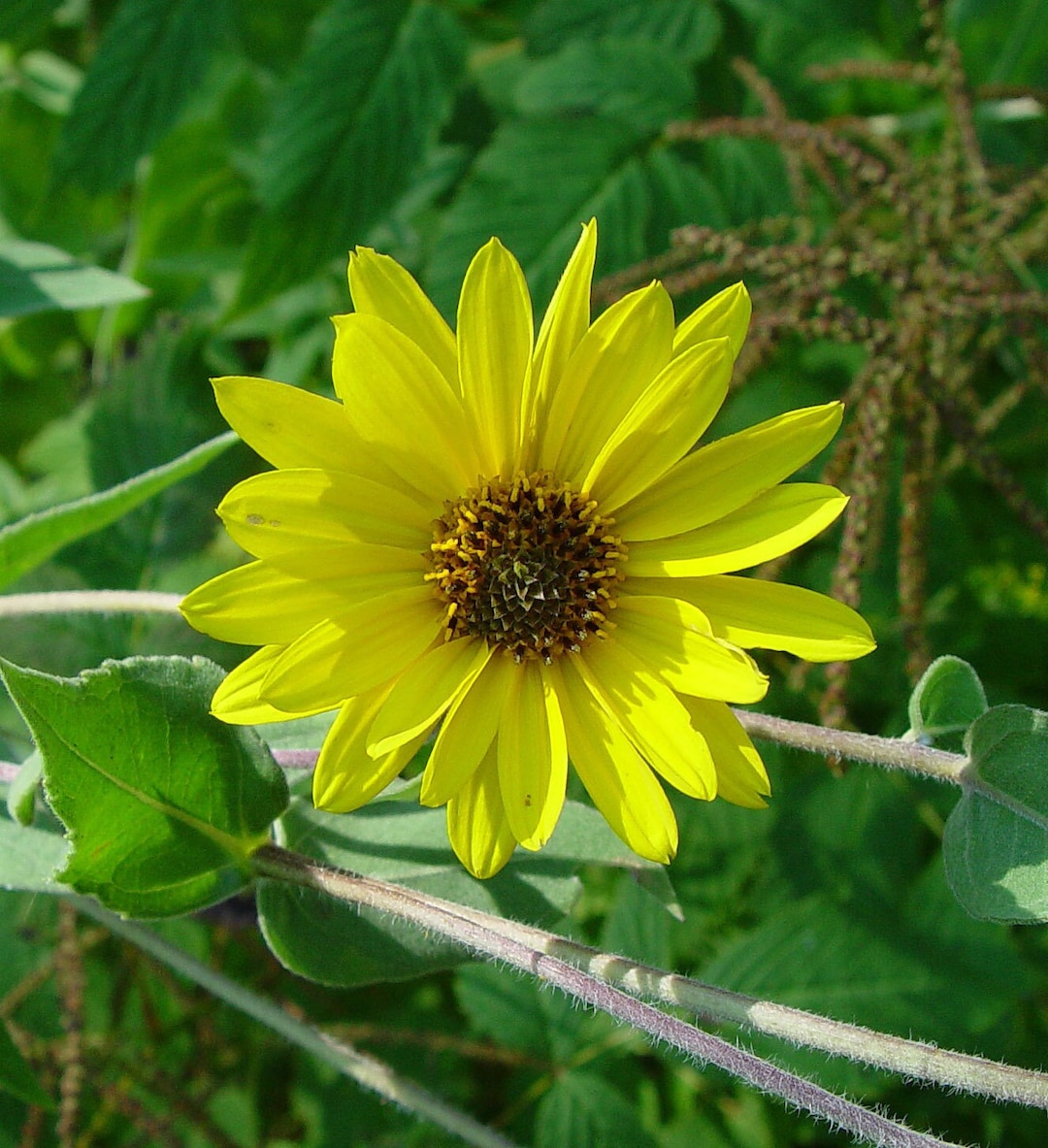 Downy Sunflower, Helianthus Mollis, 4 Live Plants - Etsy