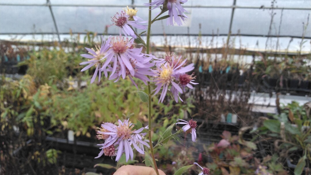 Short's Aster, Symphyotrichum Shortii; 4 Live Plants - Etsy
