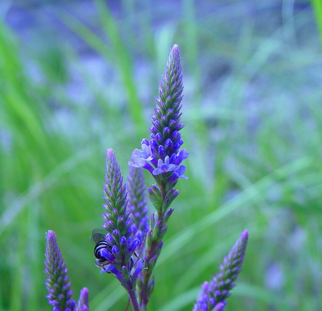 Blue Vervain, Verbena Hastata, 4 Live Plants - Etsy
