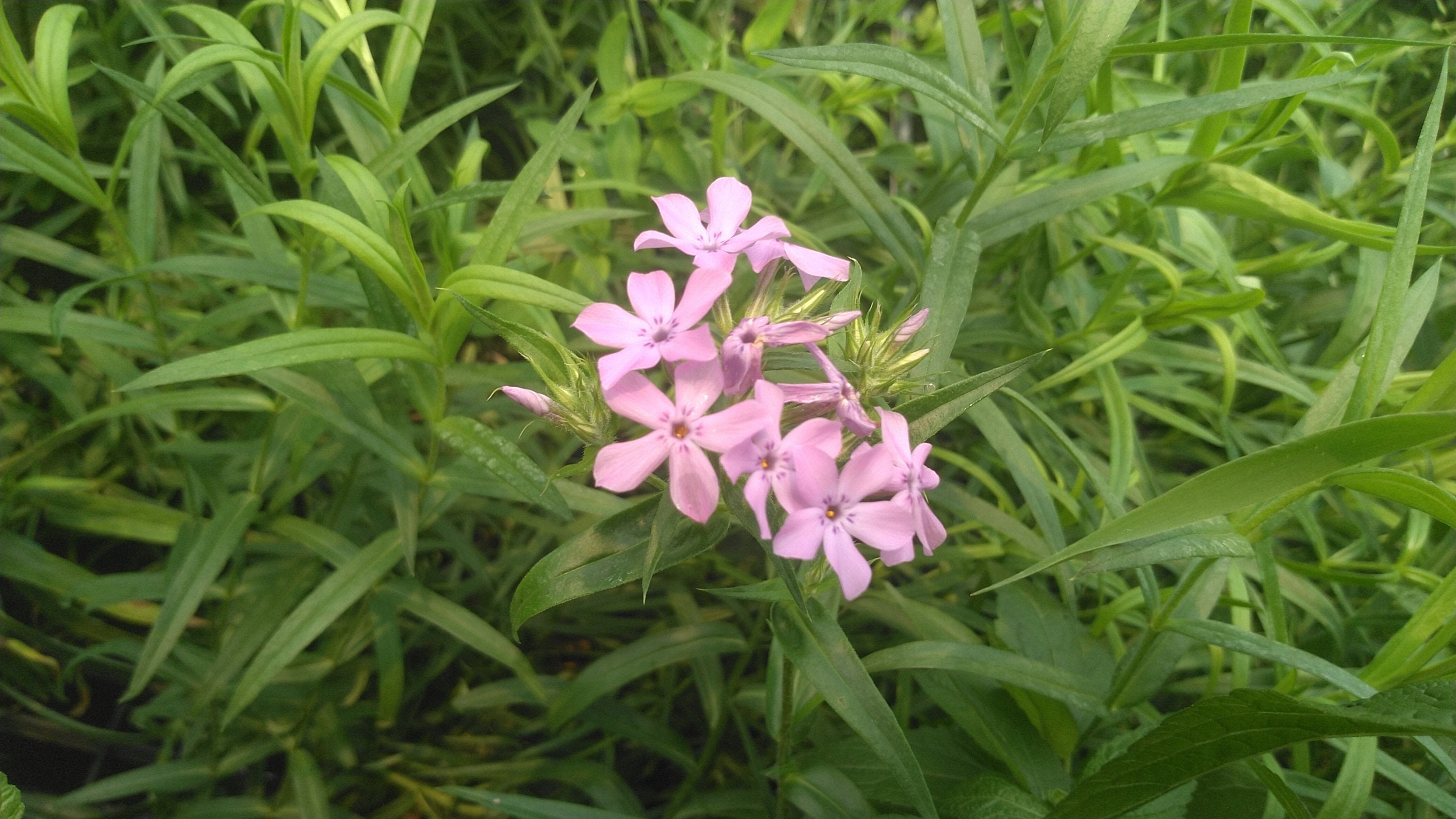 Prairie Phlox, Phlox Pilosa, 4 Live Plants - Etsy