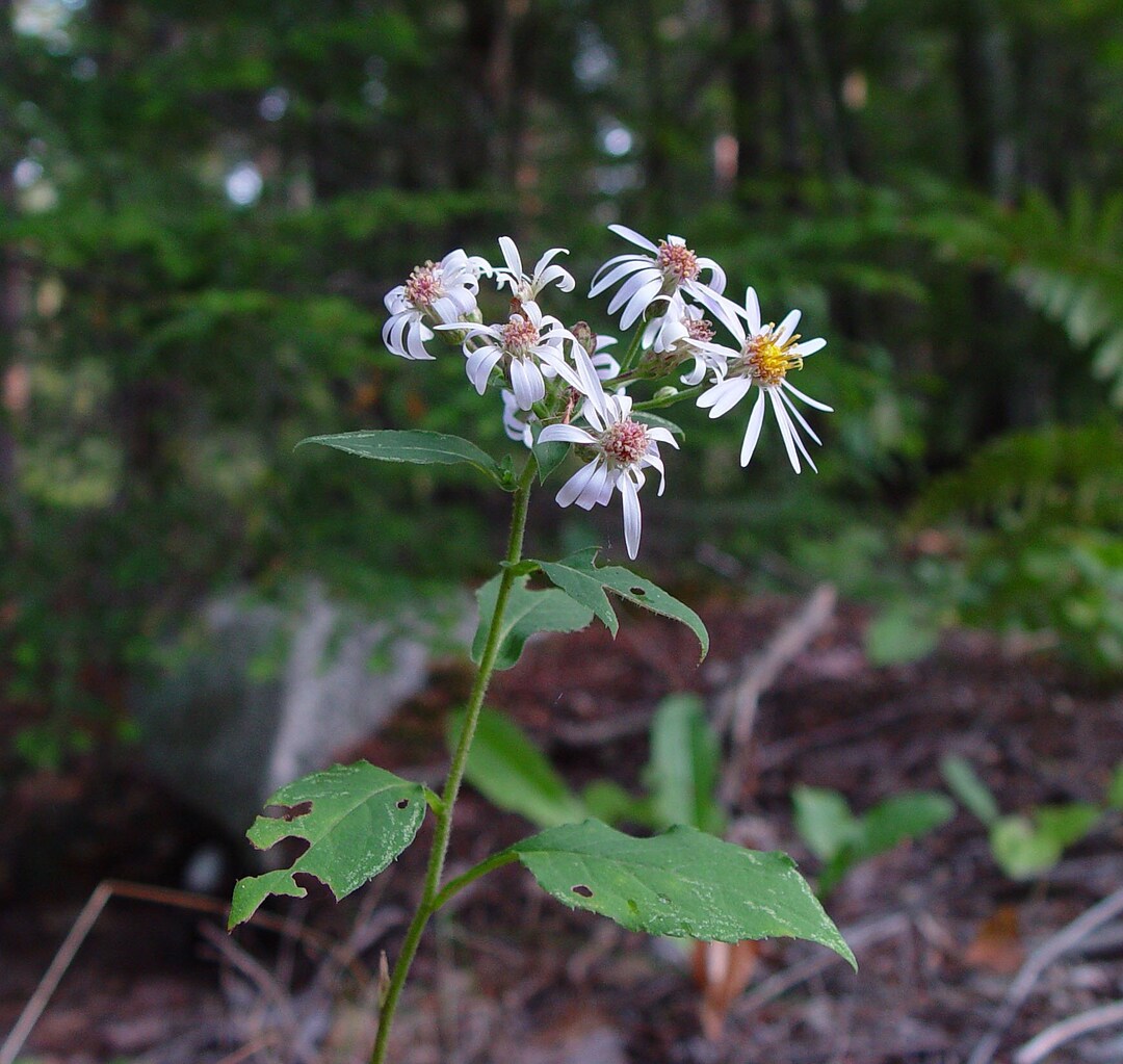 Big Leaved Aster, Eurybia Macrophylla ; 4 Live Plants - Etsy