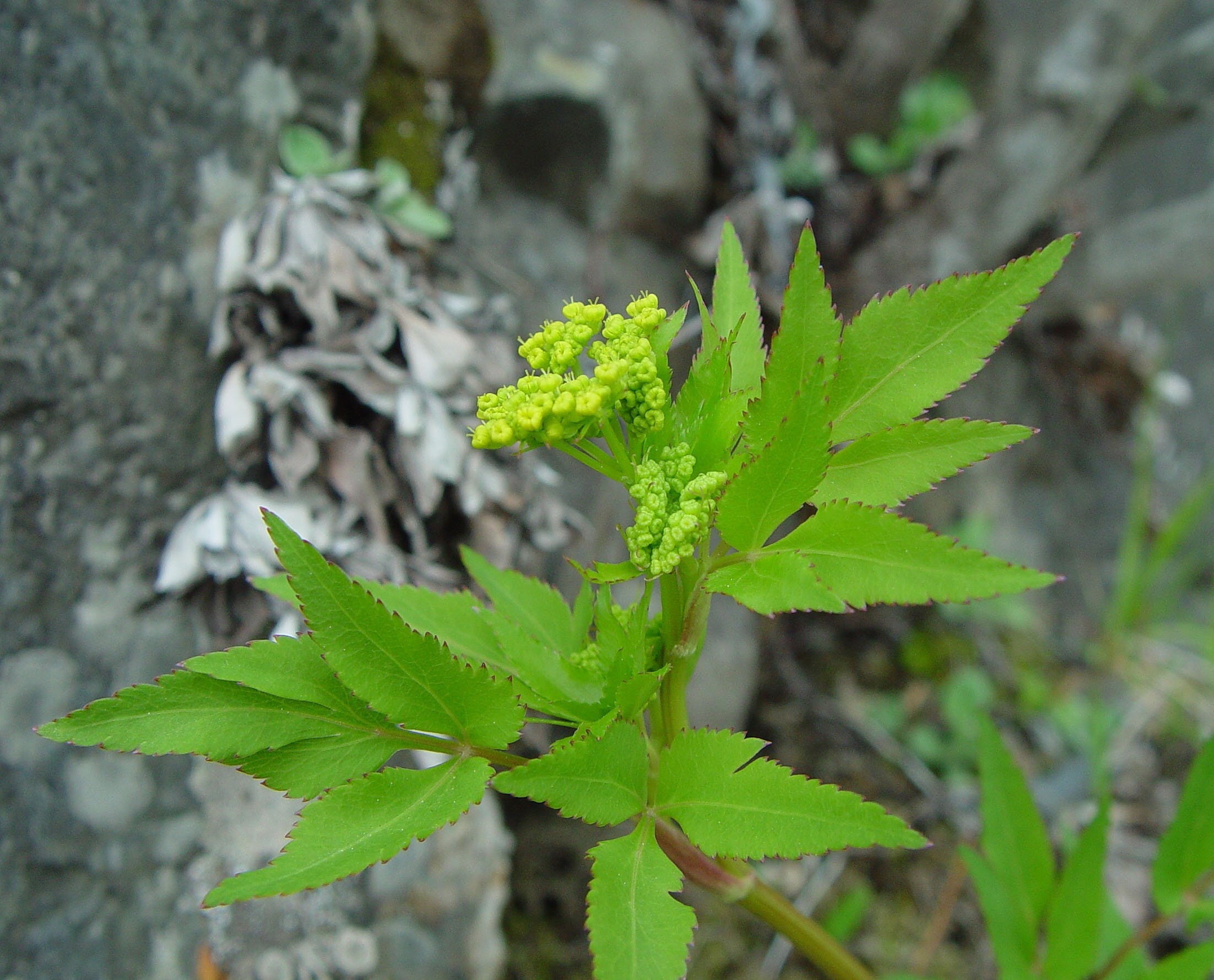 Golden Alexanders, Zizia Aurea, 4 Live Plants - Etsy