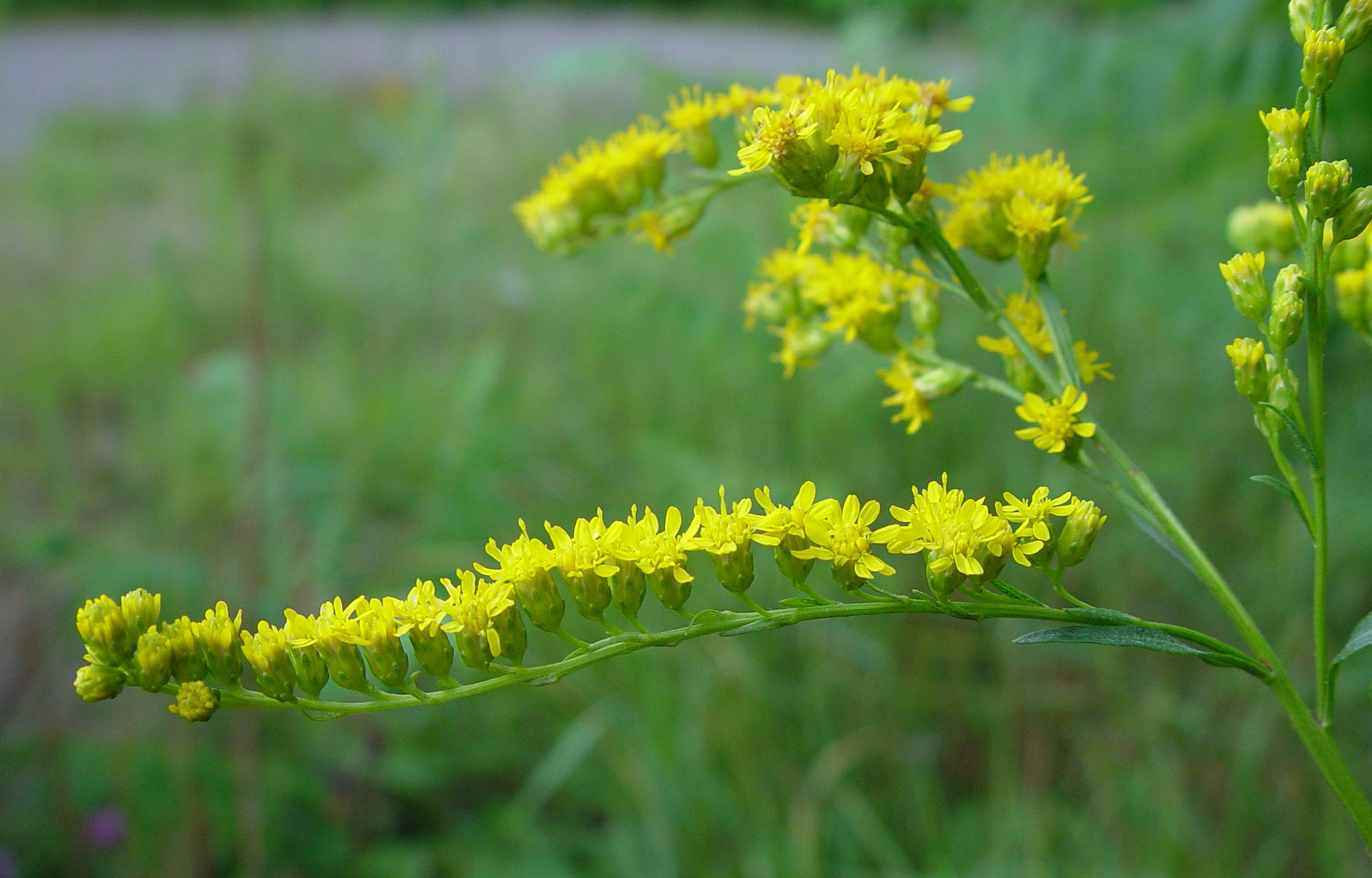 Early Goldenrod, Solidago Juncea, 4 Live Plants - Etsy
