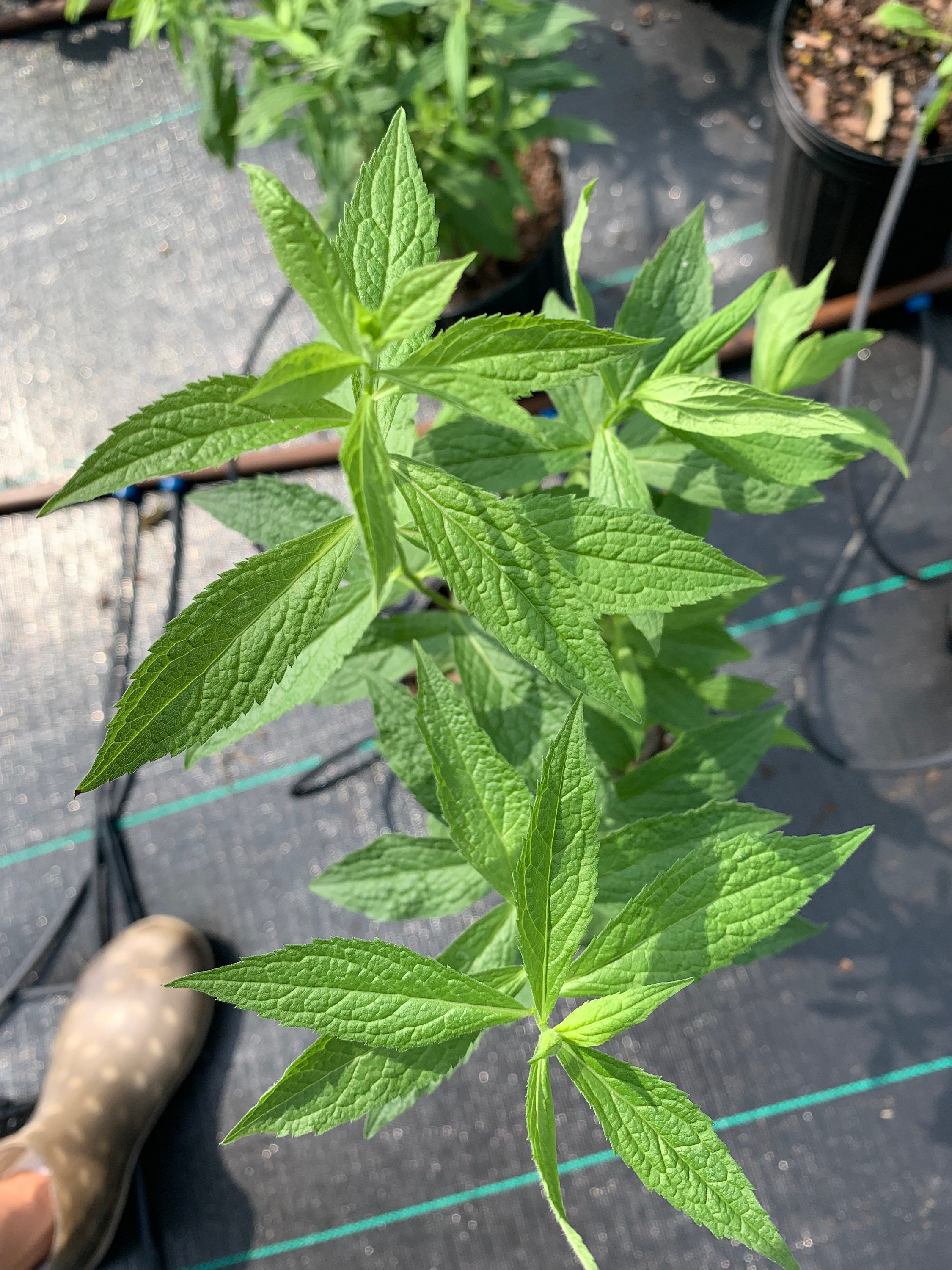 Solidago Rugosa Leaves