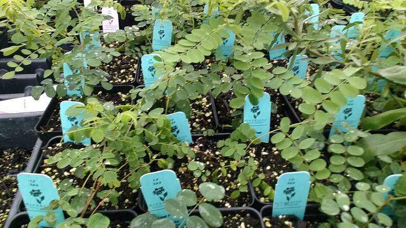 Lead Plant, Amorpha Canascens; 4 Live Plants - Etsy