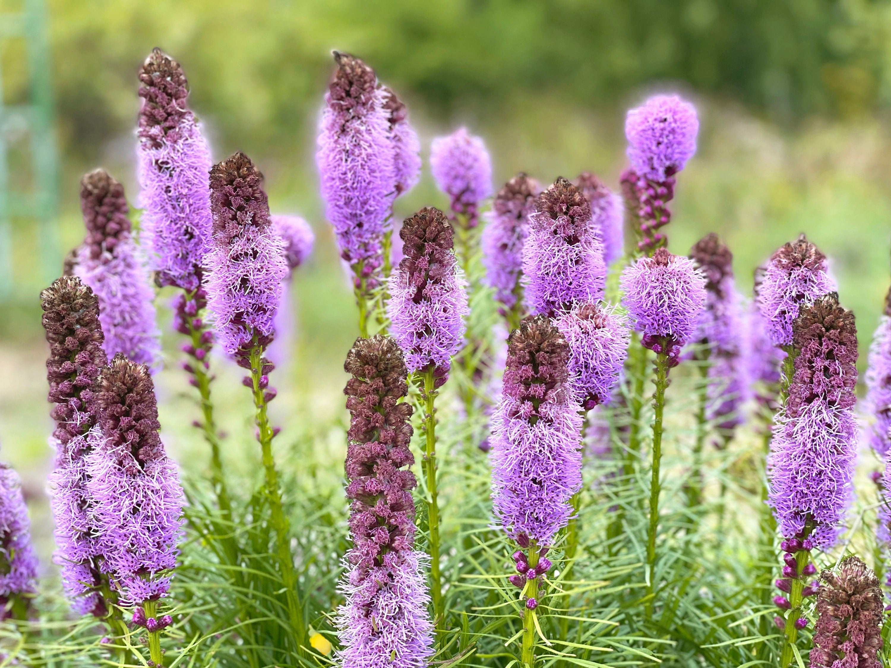Dense Blazing Star, Liatris Spicata, 4 Live Plants - Etsy