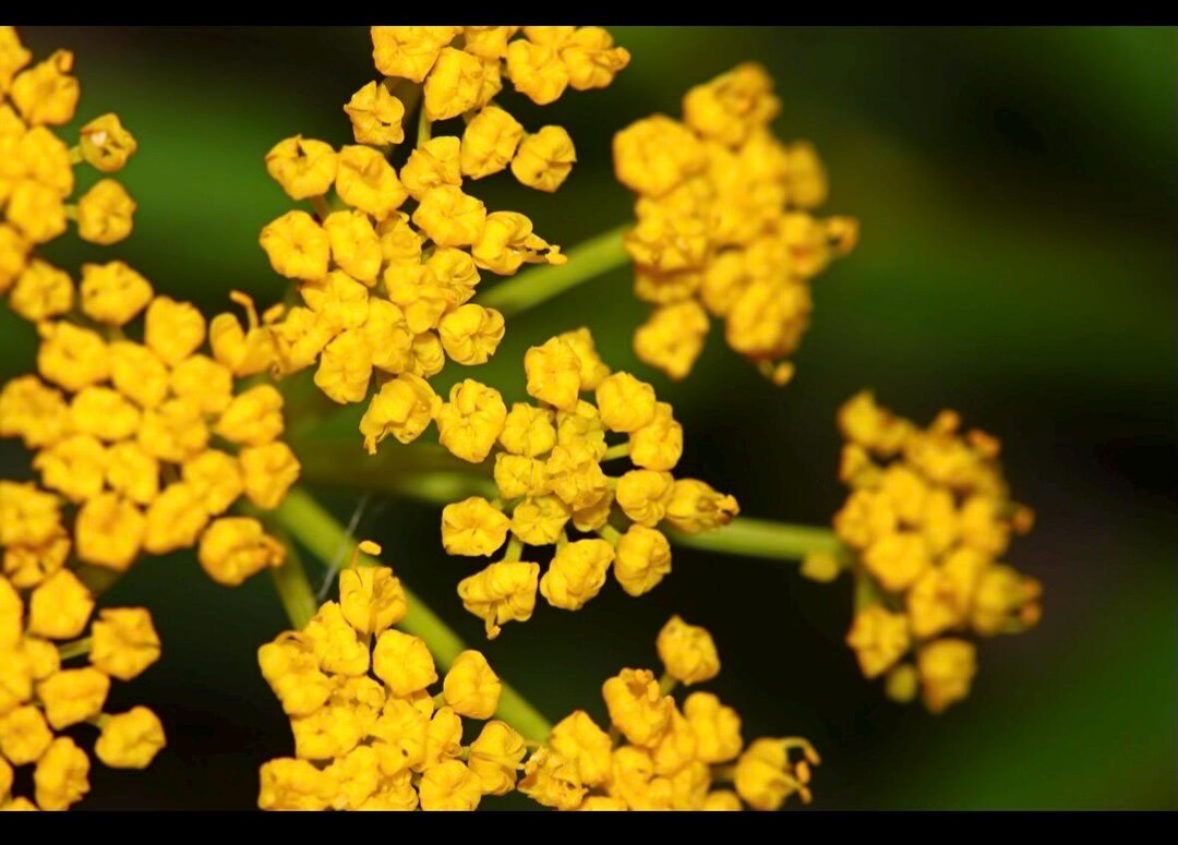 Golden Alexanders, Zizia Aurea, 4 Live Plants - Etsy