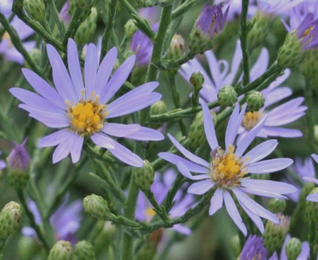 Sky Blue Aster, Symphyotrichum Oolentaniense; 4 Live Plants - Etsy