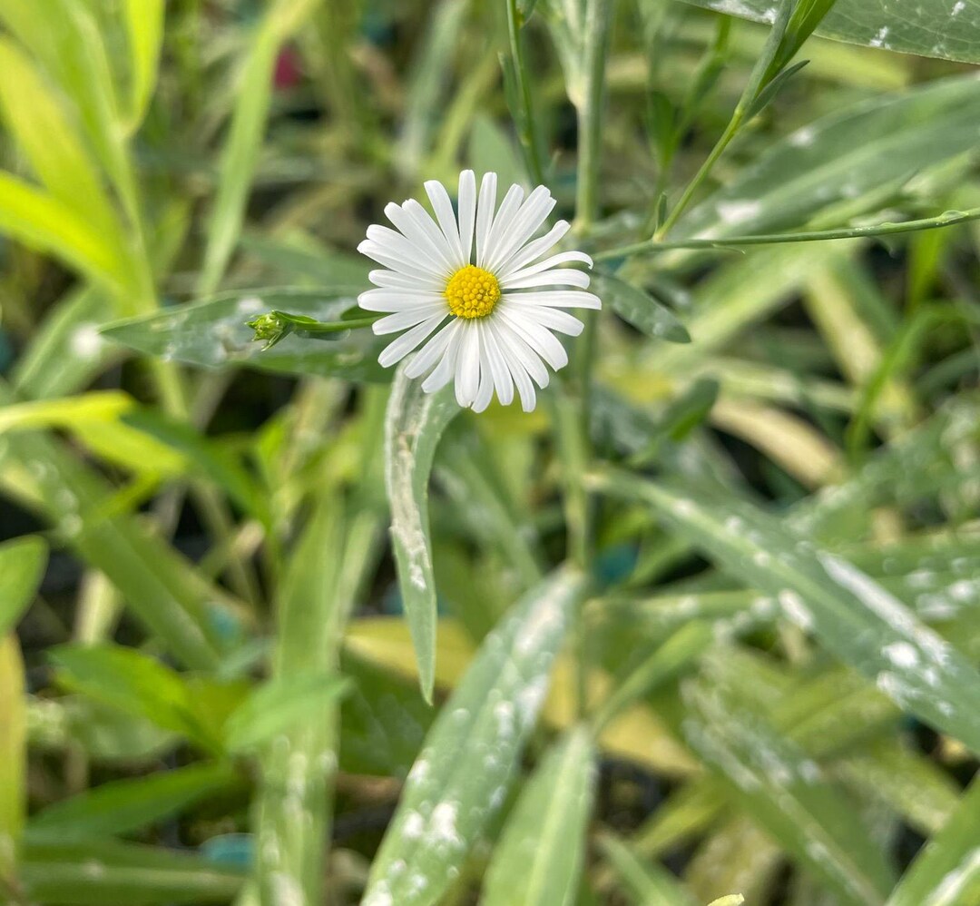 False Aster, Boltonia Asteroides; 4 Live Plants - Etsy