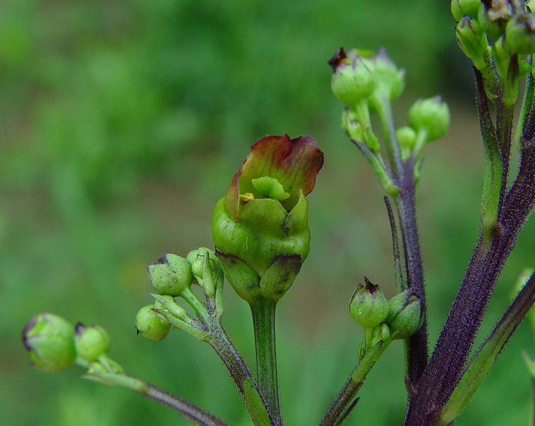 Early Figwort, Scrophularia Lanceolata; 4 Live Plants - Etsy