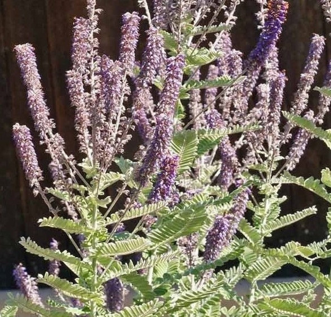 Lead Plant, Amorpha Canascens; 4 Live Plants - Etsy