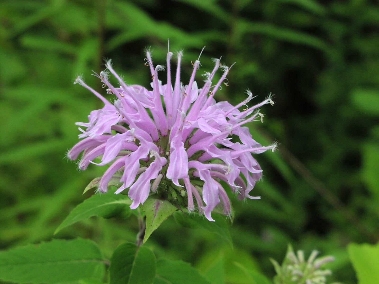 Wild Bergamot, Monarda Fistulosa; 4 Live Plants - Etsy