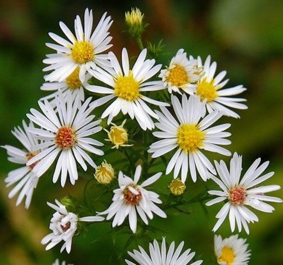 Shining Aster, Symphyotrichum Firmum; 4 Live Plants - Etsy