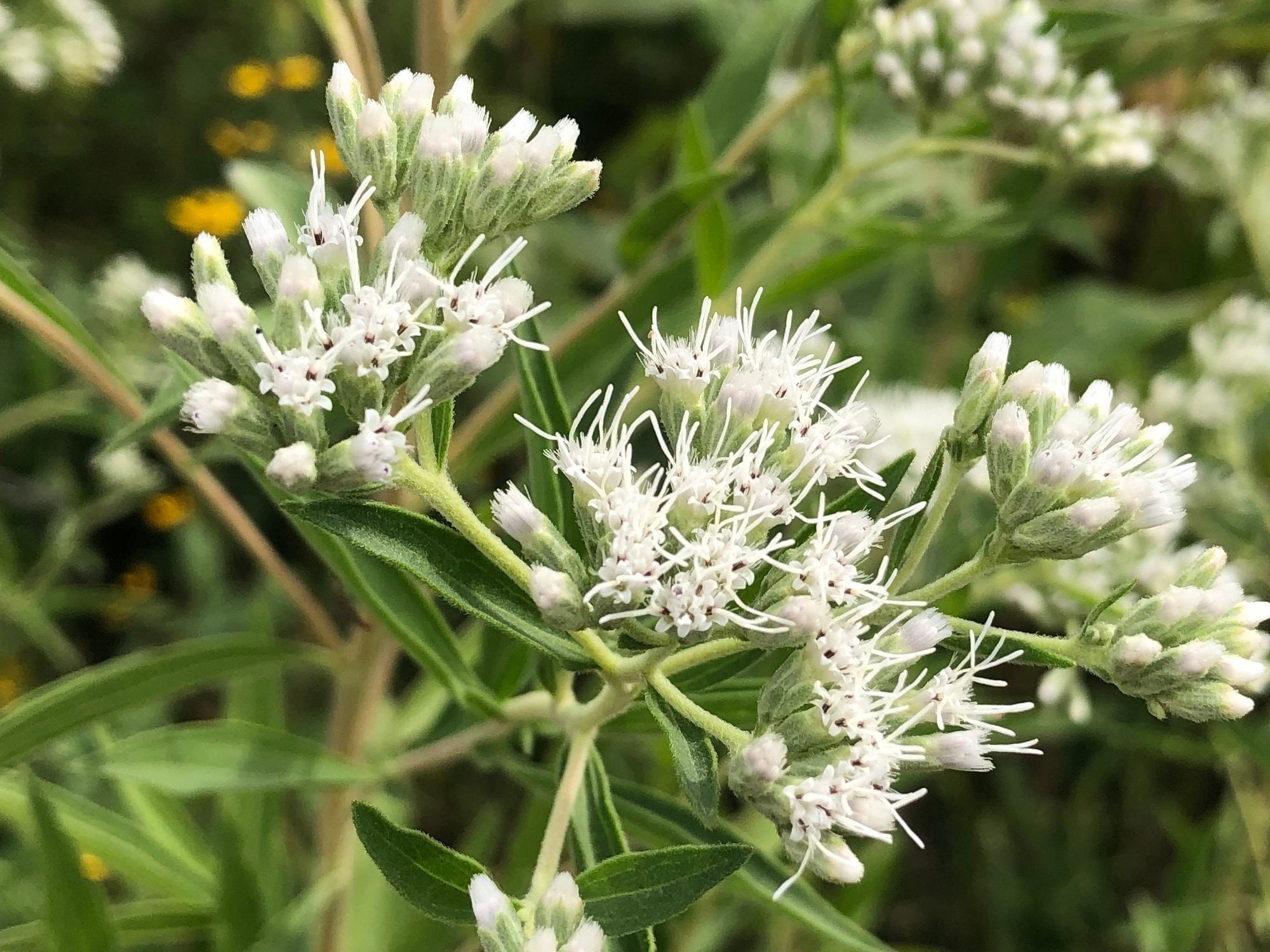 Eupatorium Flower