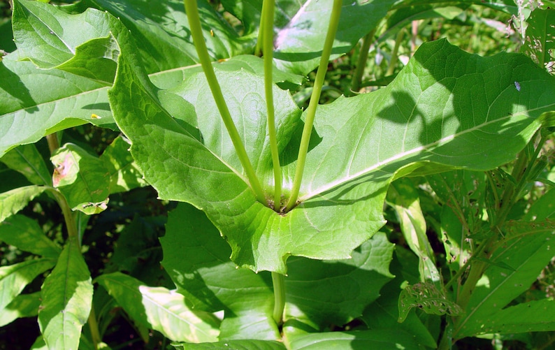 Cup Plant, Silphium Perfoliatum; 4 Live Plants - Etsy