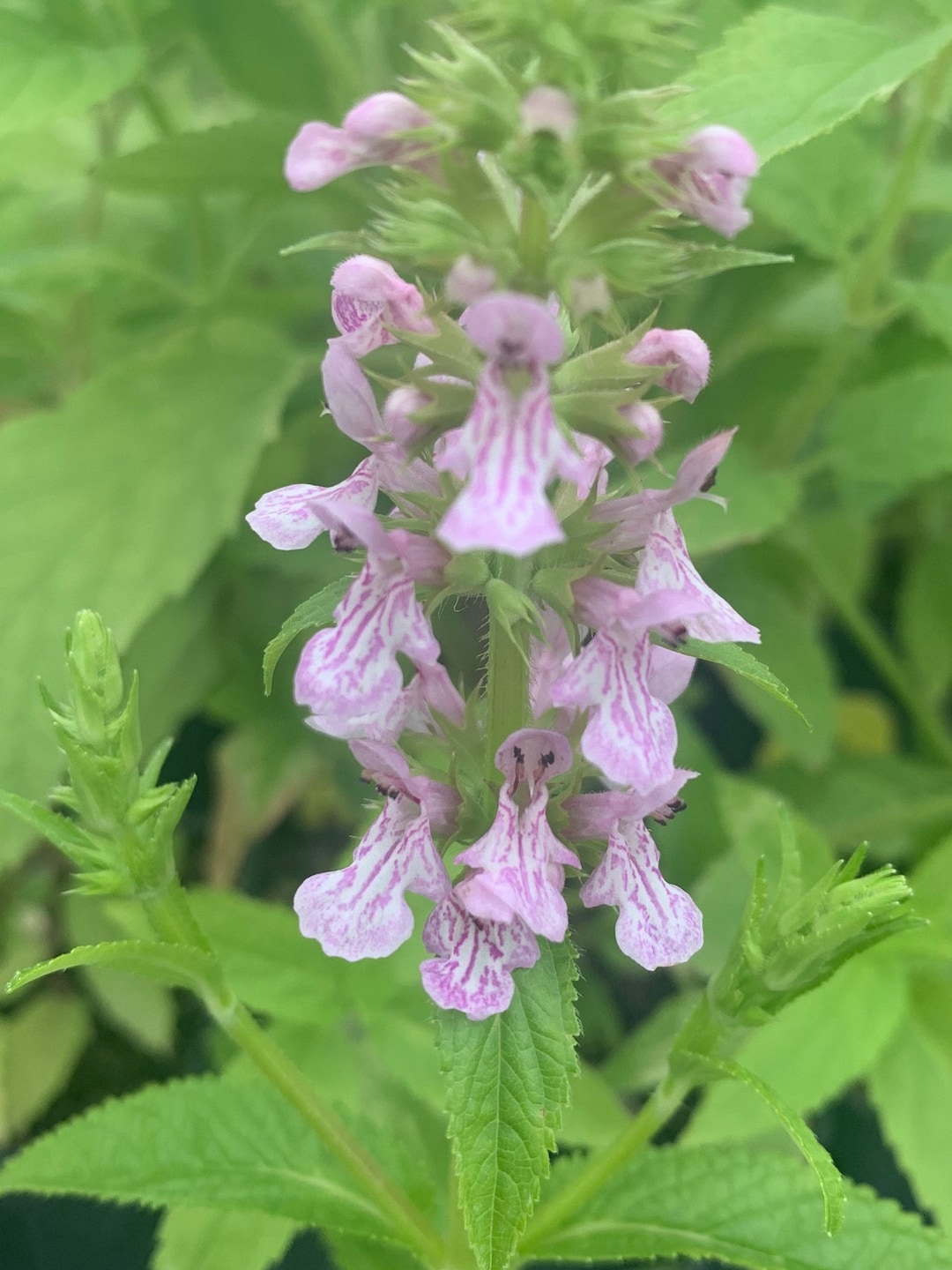 Smooth Hedgenettle, Stachys Tenufolia, 4 Live Plants - Etsy