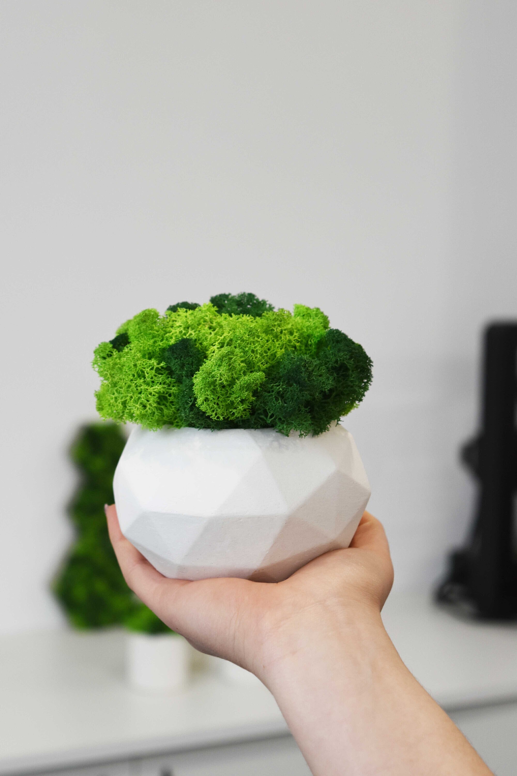 HEXA, Handcrafted White Gypsum Planter With Stabilized Moss ...