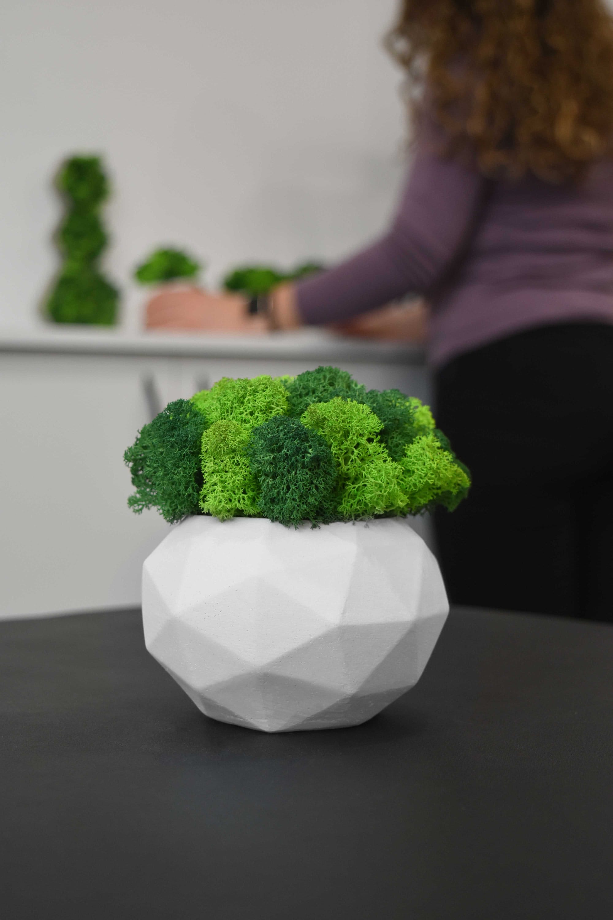 HEXA, Handcrafted White Gypsum Planter With Stabilized Moss ...