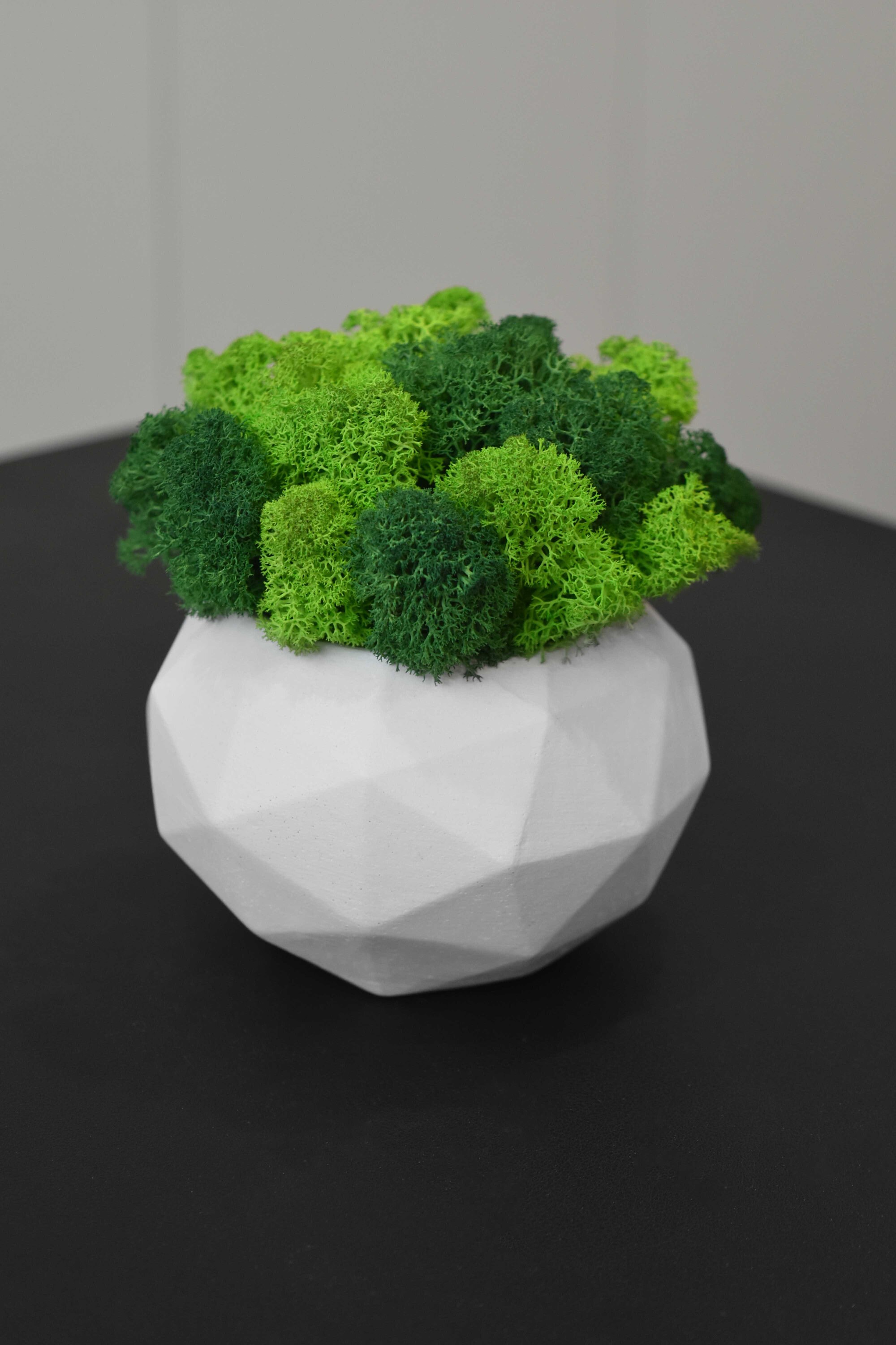 HEXA, Handcrafted White Gypsum Planter With Stabilized Moss ...