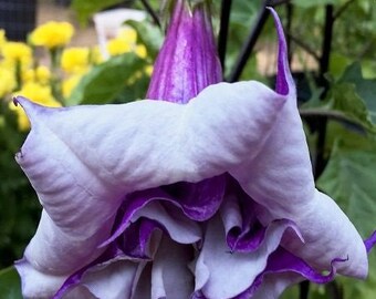 Angel Trumpet | Etsy