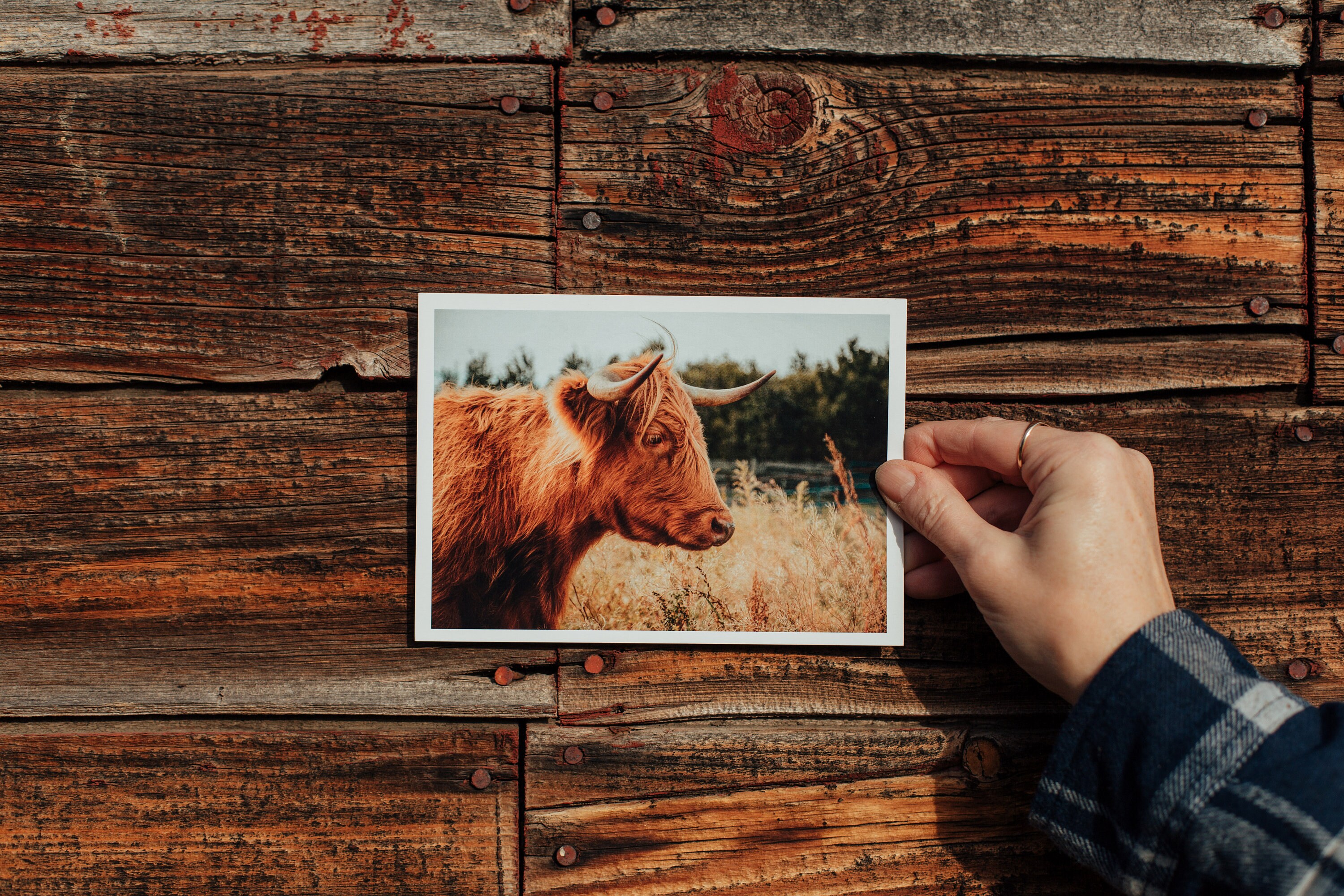 Highland Cow Postcard Set 6 Featuring High Quality Photographs - Etsy