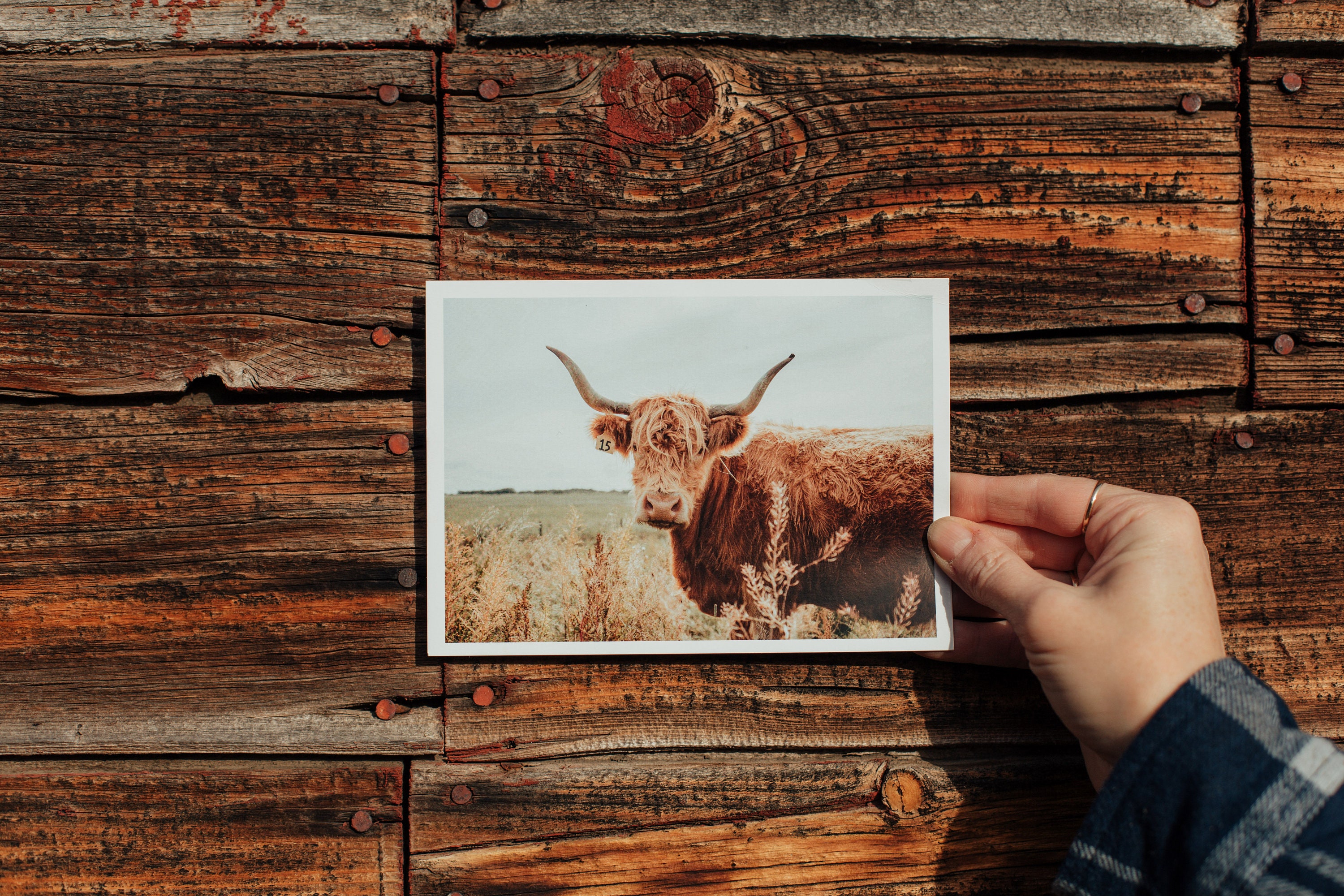 Highland Cow Postcard Set 6 Featuring High Quality Photographs - Etsy
