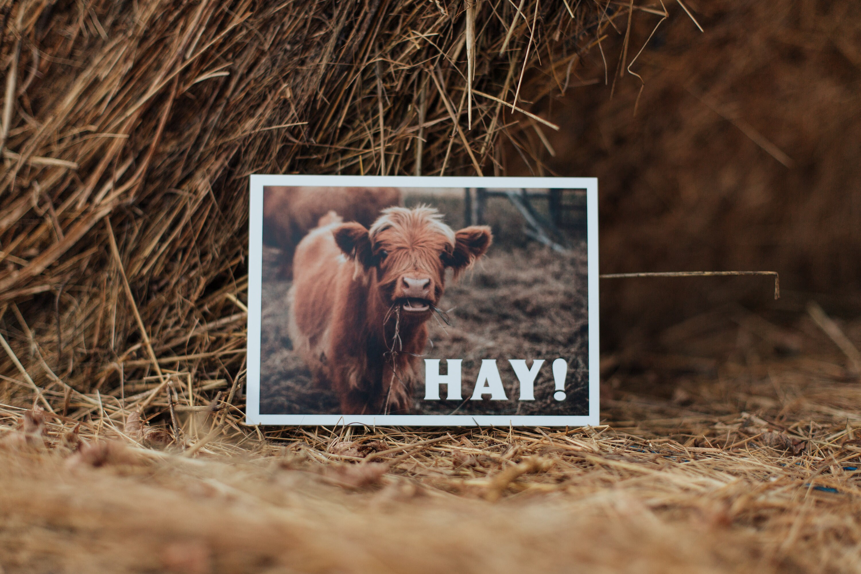 Highland Cow Postcard Set 6 With Funny Cow Themed Messages - Etsy