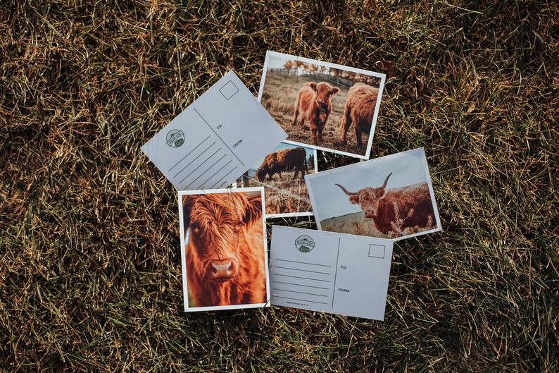 Highland Cow Postcard Set 6 Featuring High Quality Photographs - Etsy