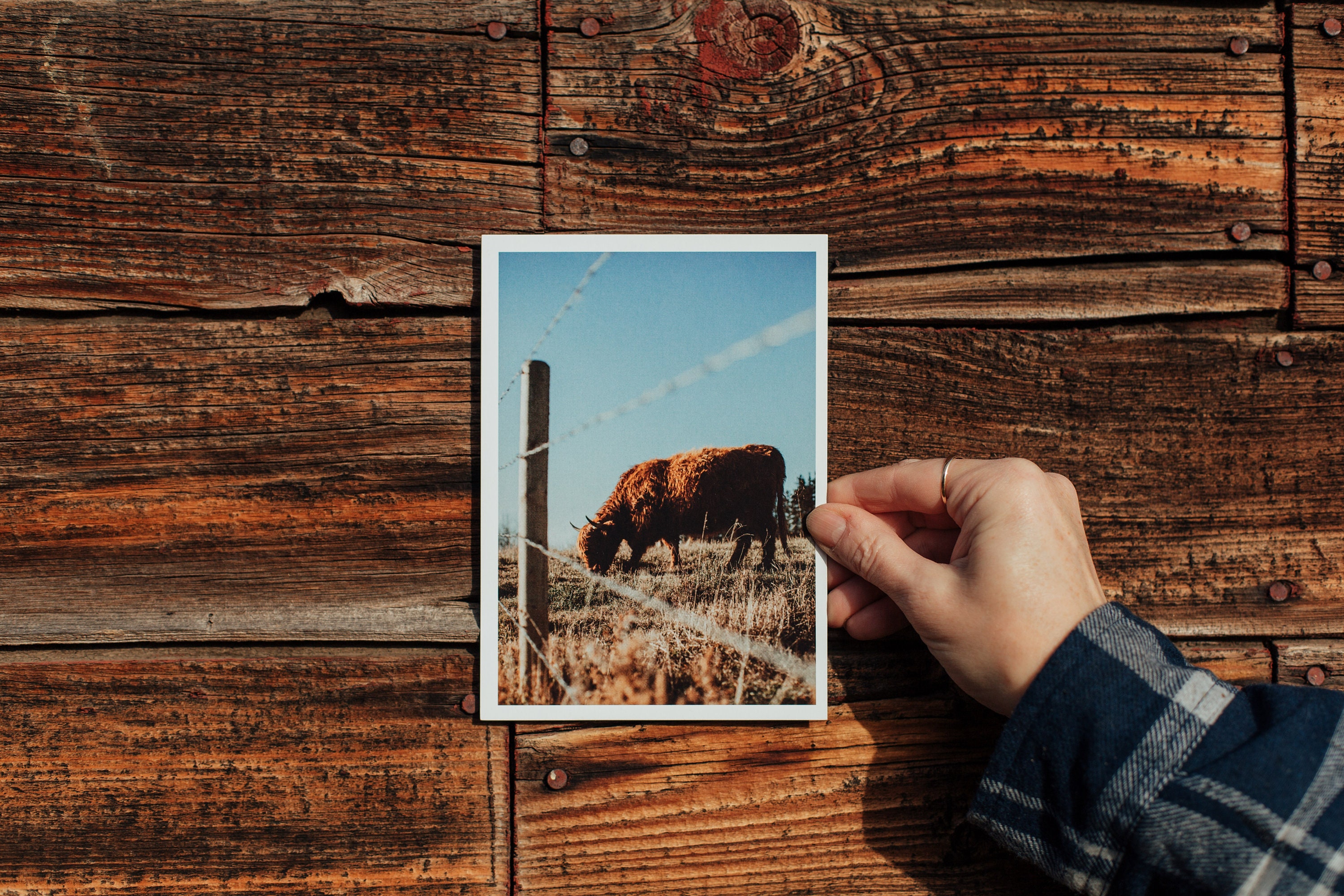 Highland Cow Postcard Set 6 Featuring High Quality Photographs - Etsy