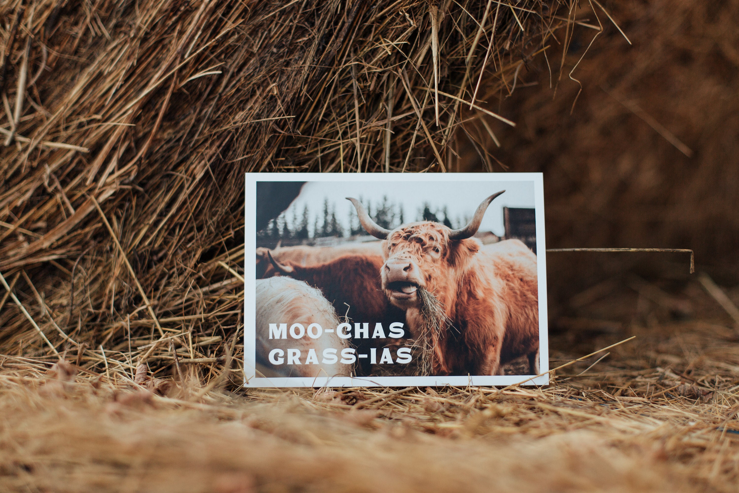 Highland Cow Postcard Set 6 With Funny Cow Themed Messages - Etsy