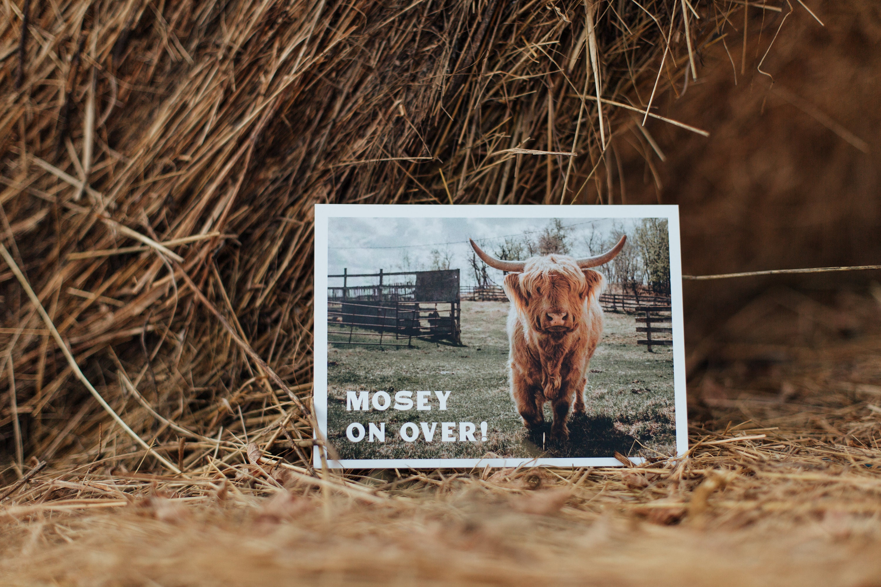 Highland Cow Postcard Set 6 With Funny Cow Themed Messages - Etsy