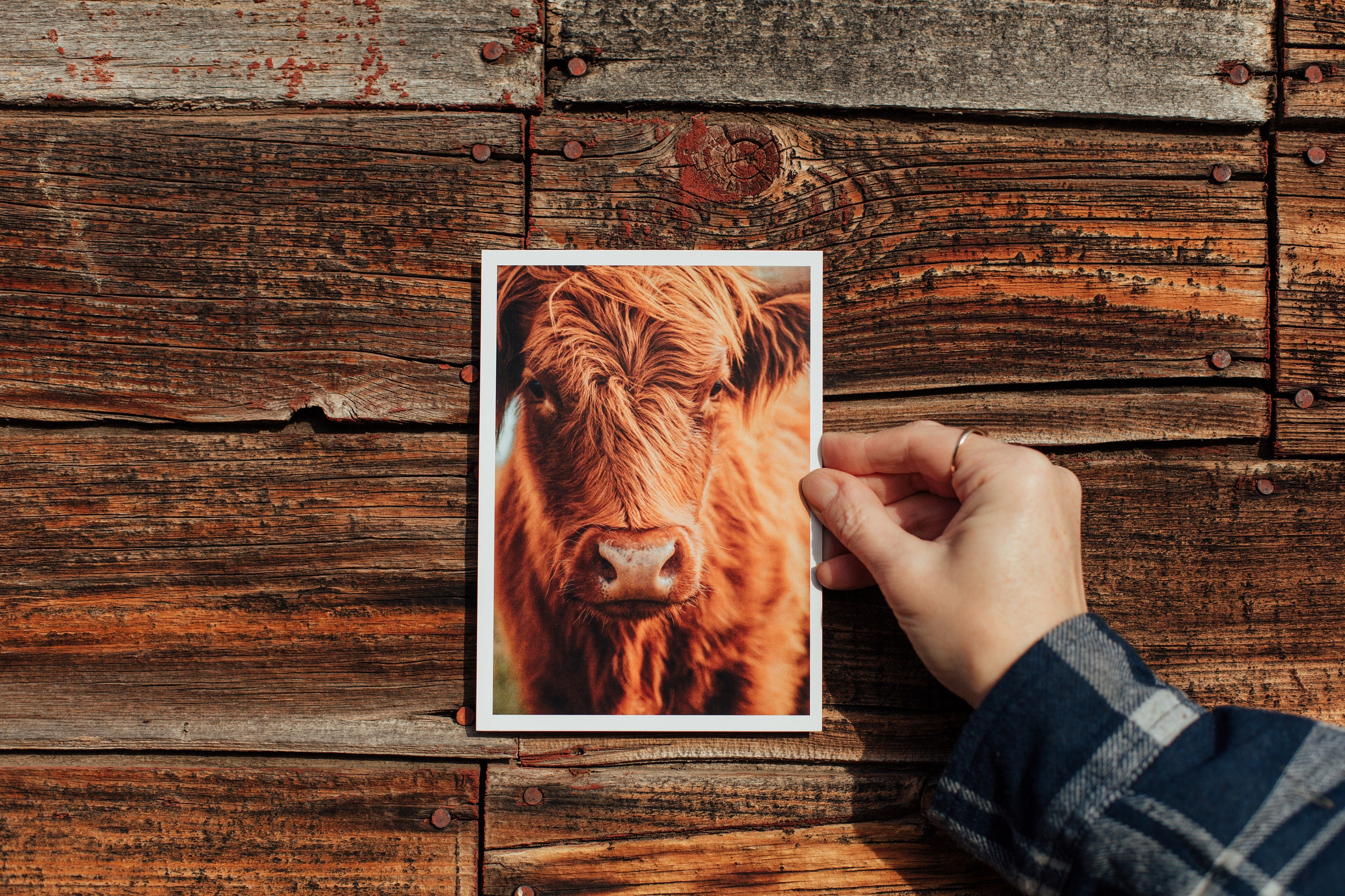 Highland Cow Postcard Set 6 Featuring High Quality Photographs - Etsy