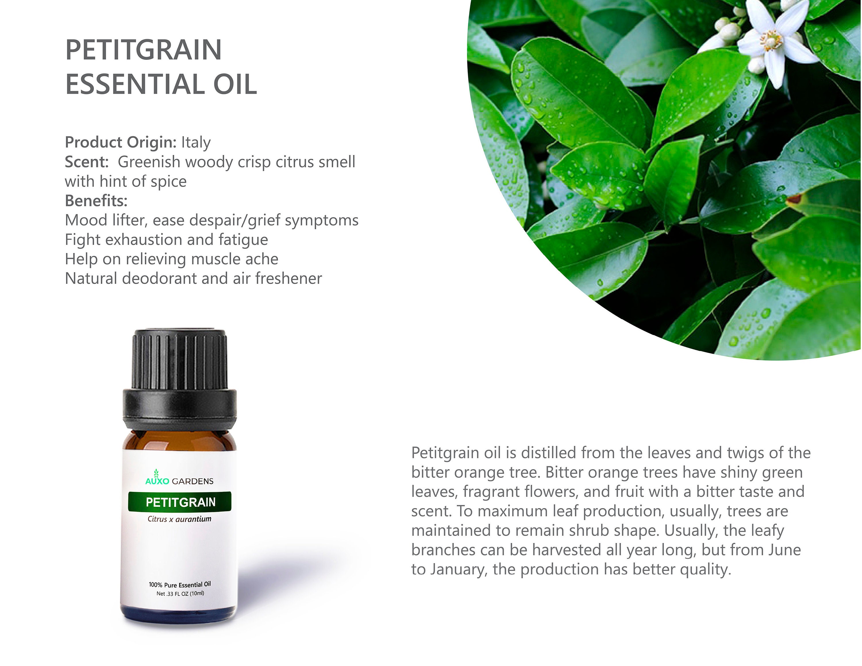 Citrus Essential Oil Set-pack of 6,10ml, Includes Lemon Grapefruit ...