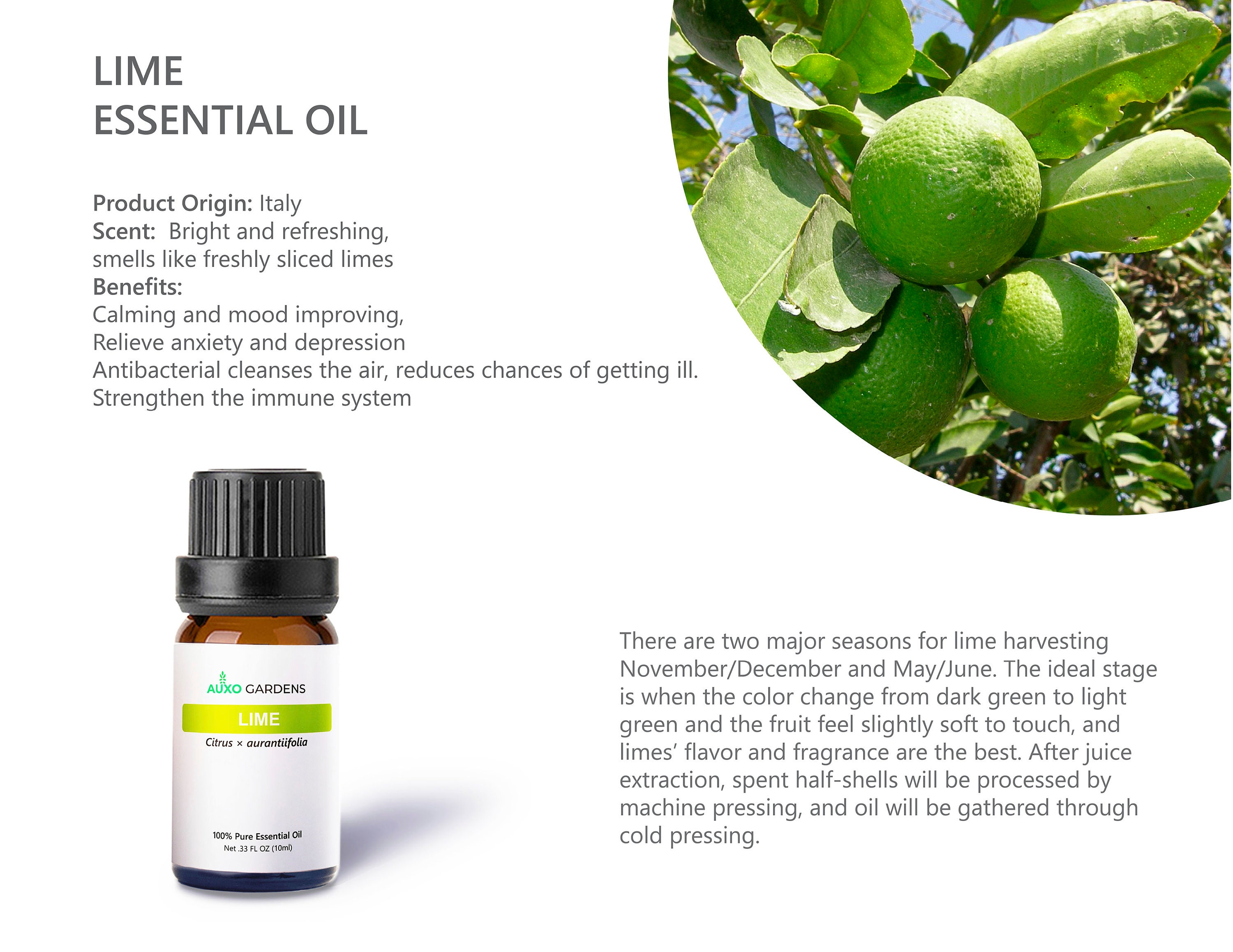 Citrus Essential Oil Set-pack of 6,10ml, Includes Lemon Grapefruit ...