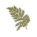 New Zealand Silver Fern Vinyl Decal - Etsy