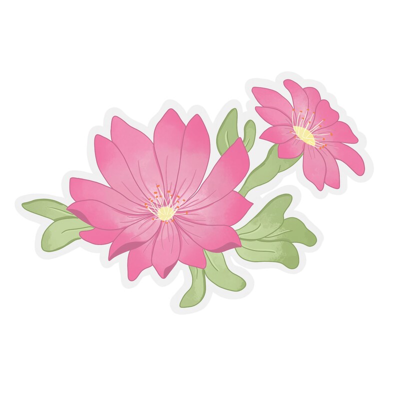 Bitterroot Flower - Etsy