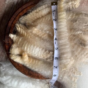 Raw Romney Wool Locks for Spinning and Felting. 4 Oz Natural White ...